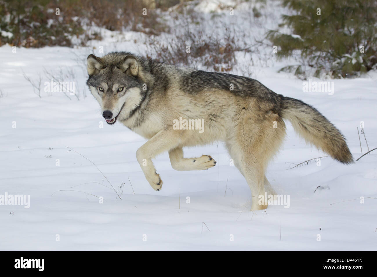 Grey Wolf (Canis lupus) adult prancing to encourage playful behaviour ...
