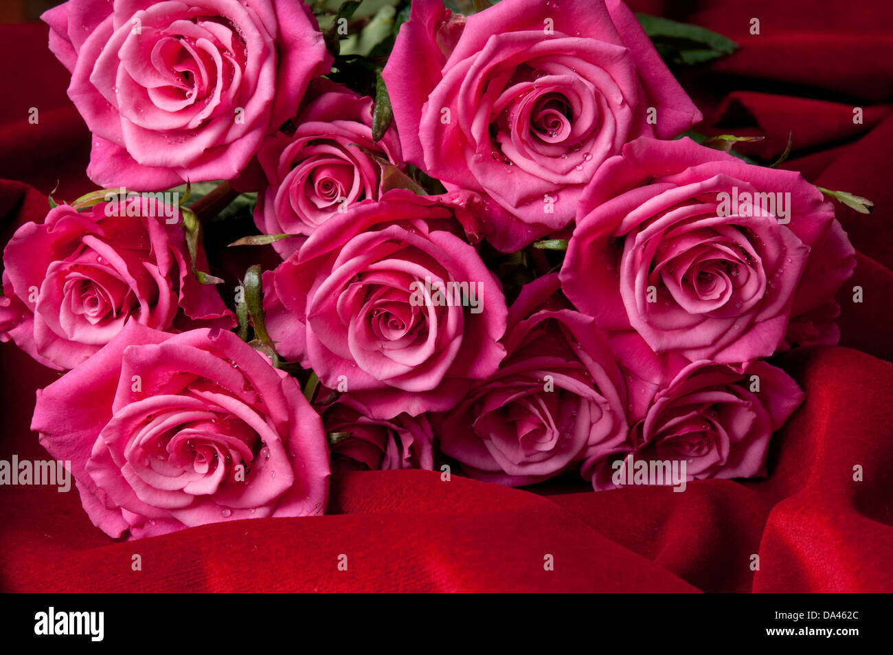bouquet of dark pink roses Stock Photo - Alamy
