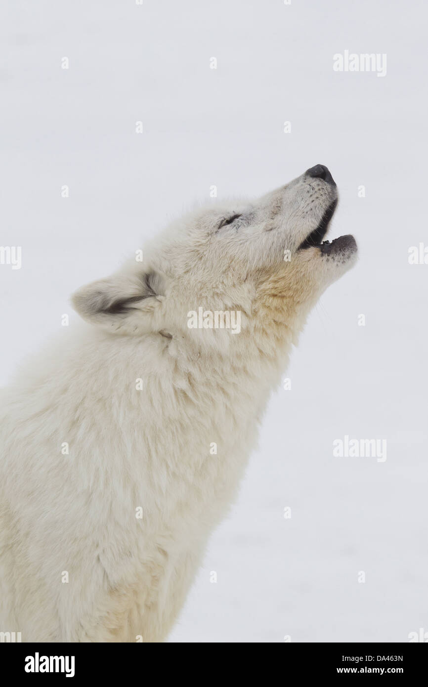 Arctic Wolf (Canis lupus arctos) adult, close-up of head, howling, in ...