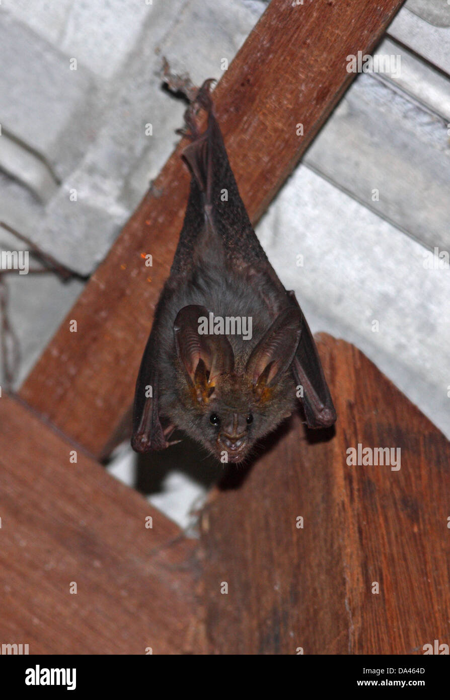 Lesser False Vampire Bat (Megaderma spasma) adult, roosting in house ...