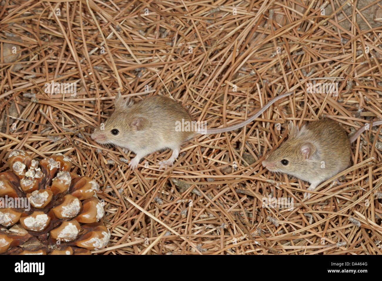 Rodent spain spanish wildlife hi-res stock photography and images - Alamy