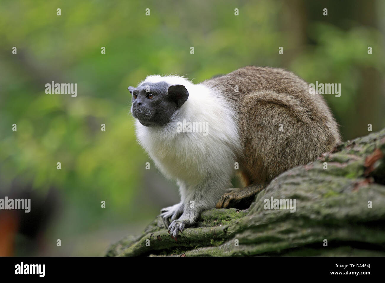 Pied Tamarin (Saguinus bicolor) adult, sitting on branch (captive Stock ...