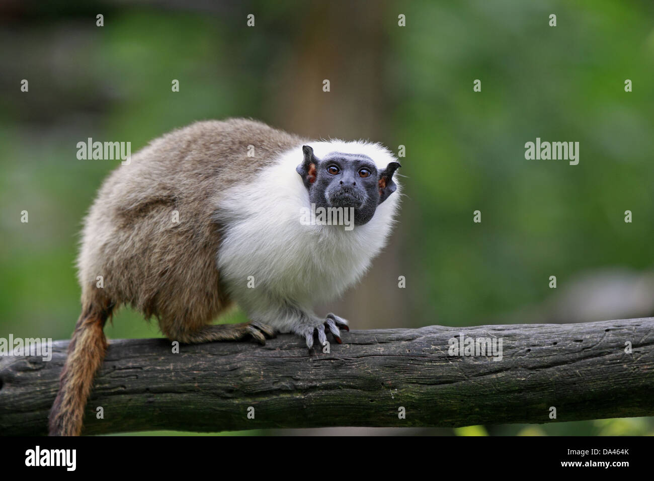 Pied Tamarin (Saguinus bicolor) adult, standing on branch (captive ...