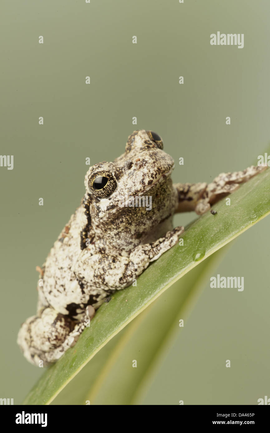 Grey Treefrog (Hyla versicolor) adult, sitting on leaf (captive Stock ...