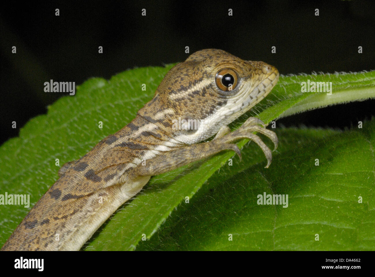 Common Basilisk (Basiliscus basiliscus) young close-up of head and ...