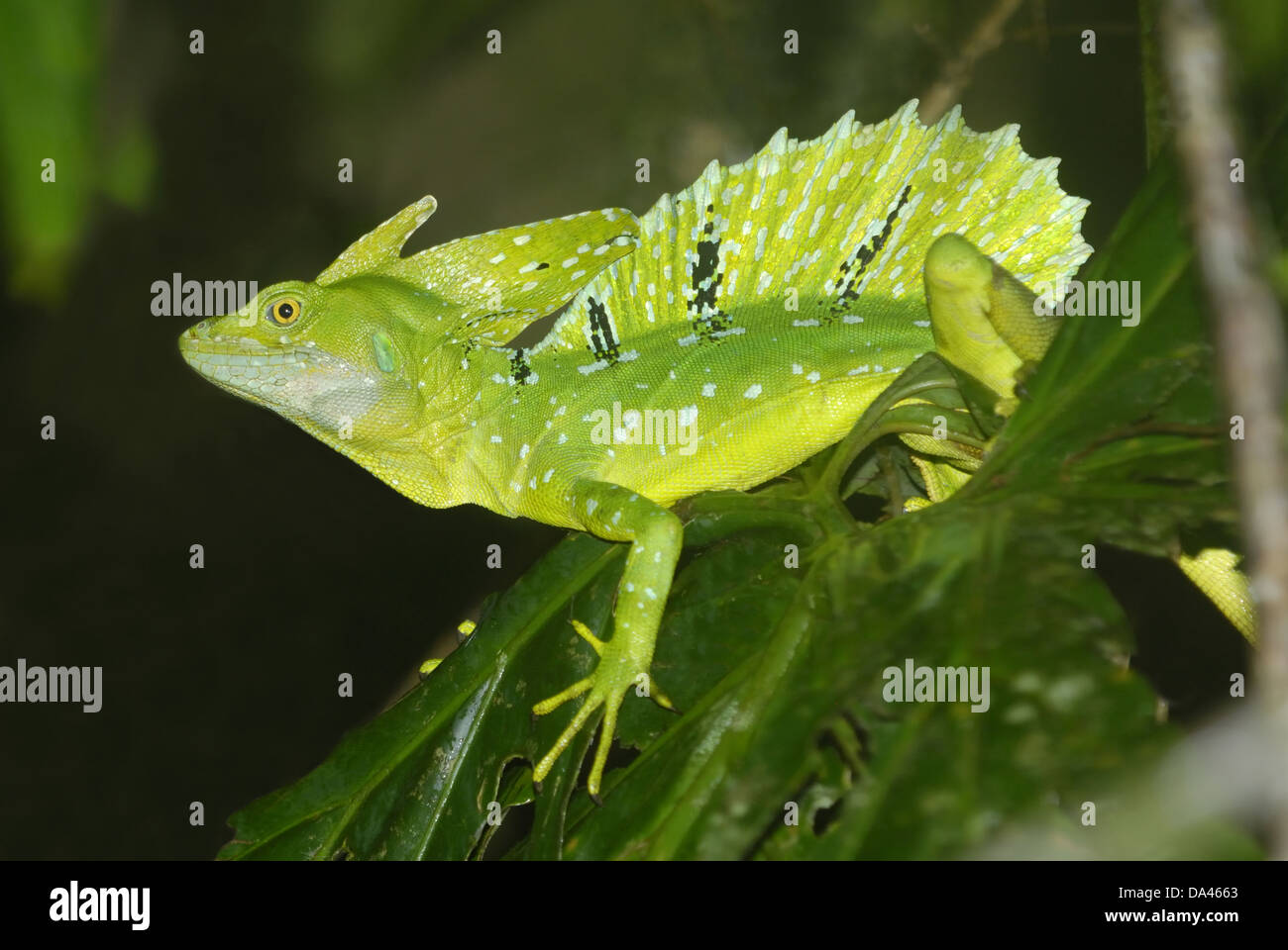 Plumed Basilisk (Basiliscus plumifrons) adult male climbing on leaves ...