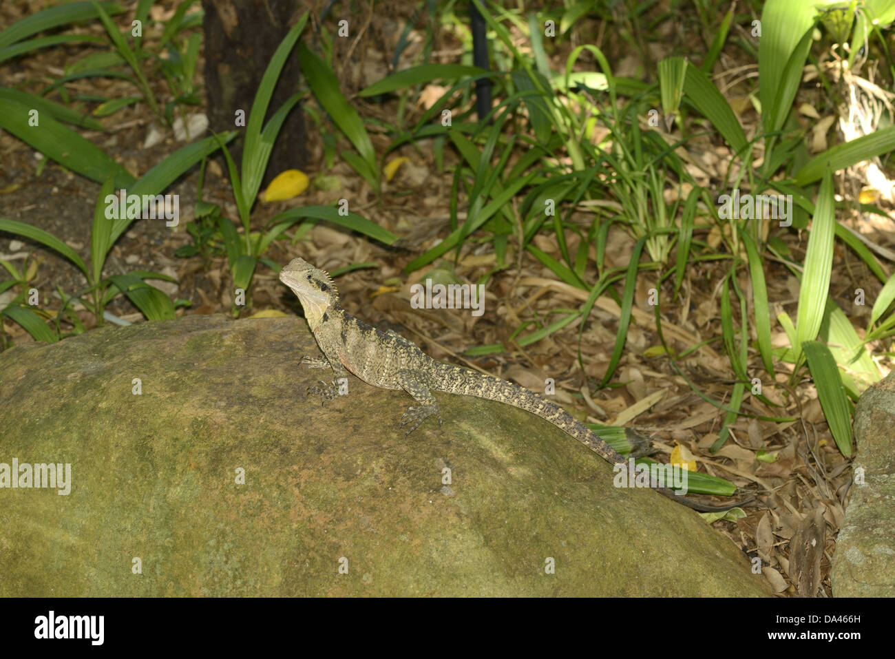 Australian Water Dragon (Physignathus lesueurii) adult, resting on rock ...