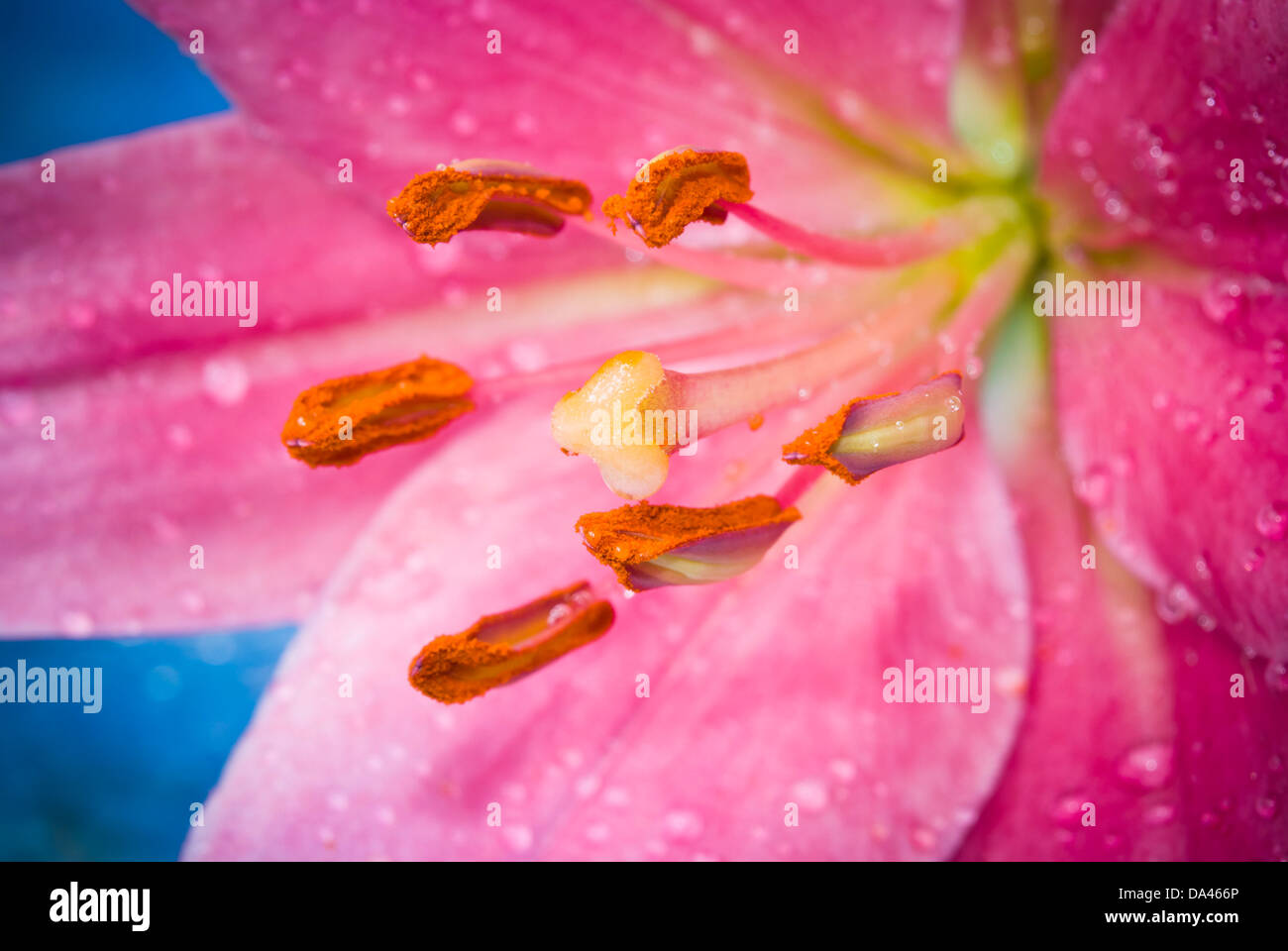 pink Lily flower macro Stock Photo - Alamy