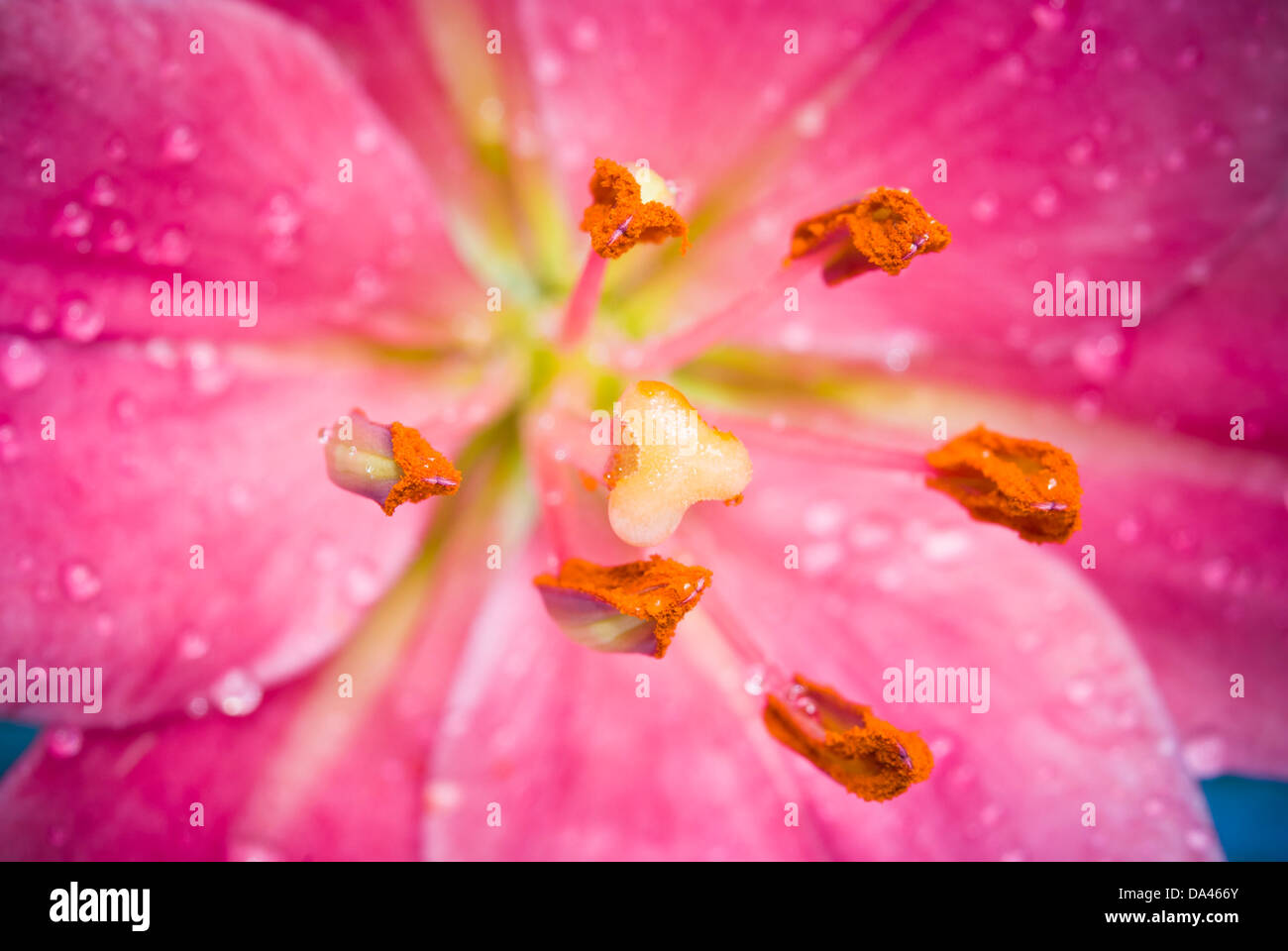 pink Lily flower macro Stock Photo - Alamy