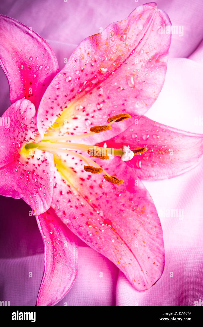 pink Lily flower macro Stock Photo - Alamy