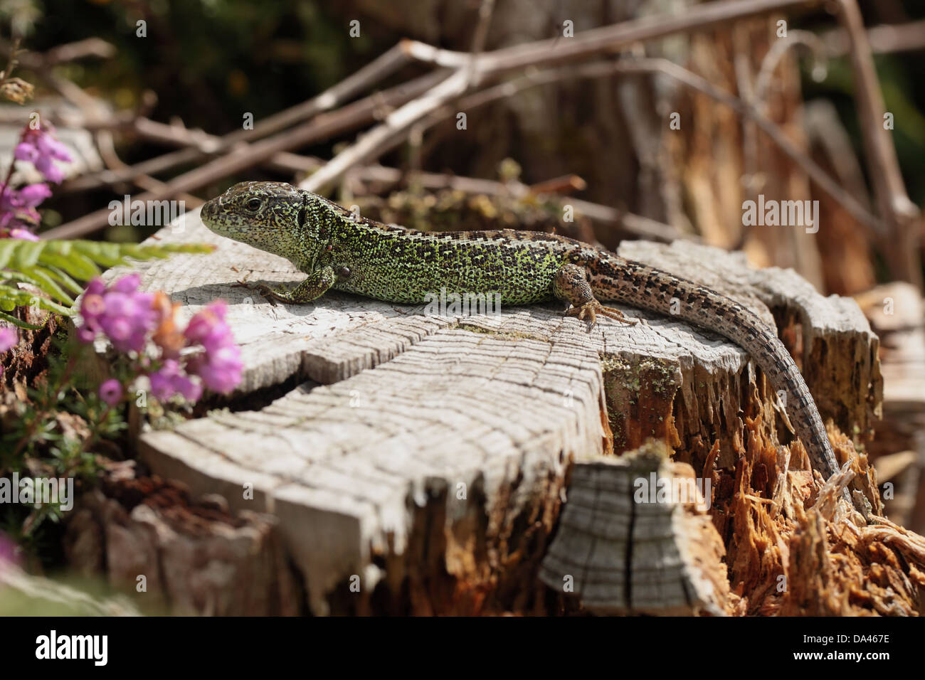 Sand Lizard (Lacerta agilis) adult male, sunbathing on stump, Wareham ...