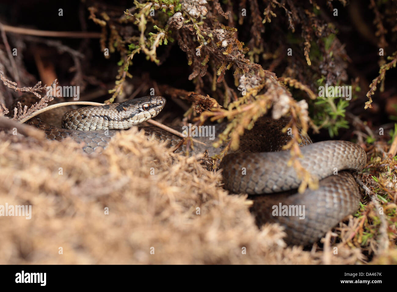 Wood snake hi-res stock photography and images - Alamy