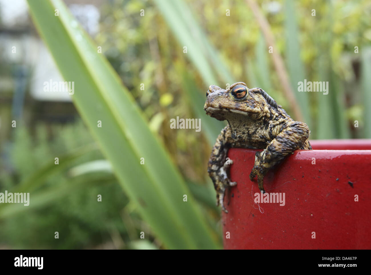 Common toad england garden flowerpot hi-res stock photography and ...