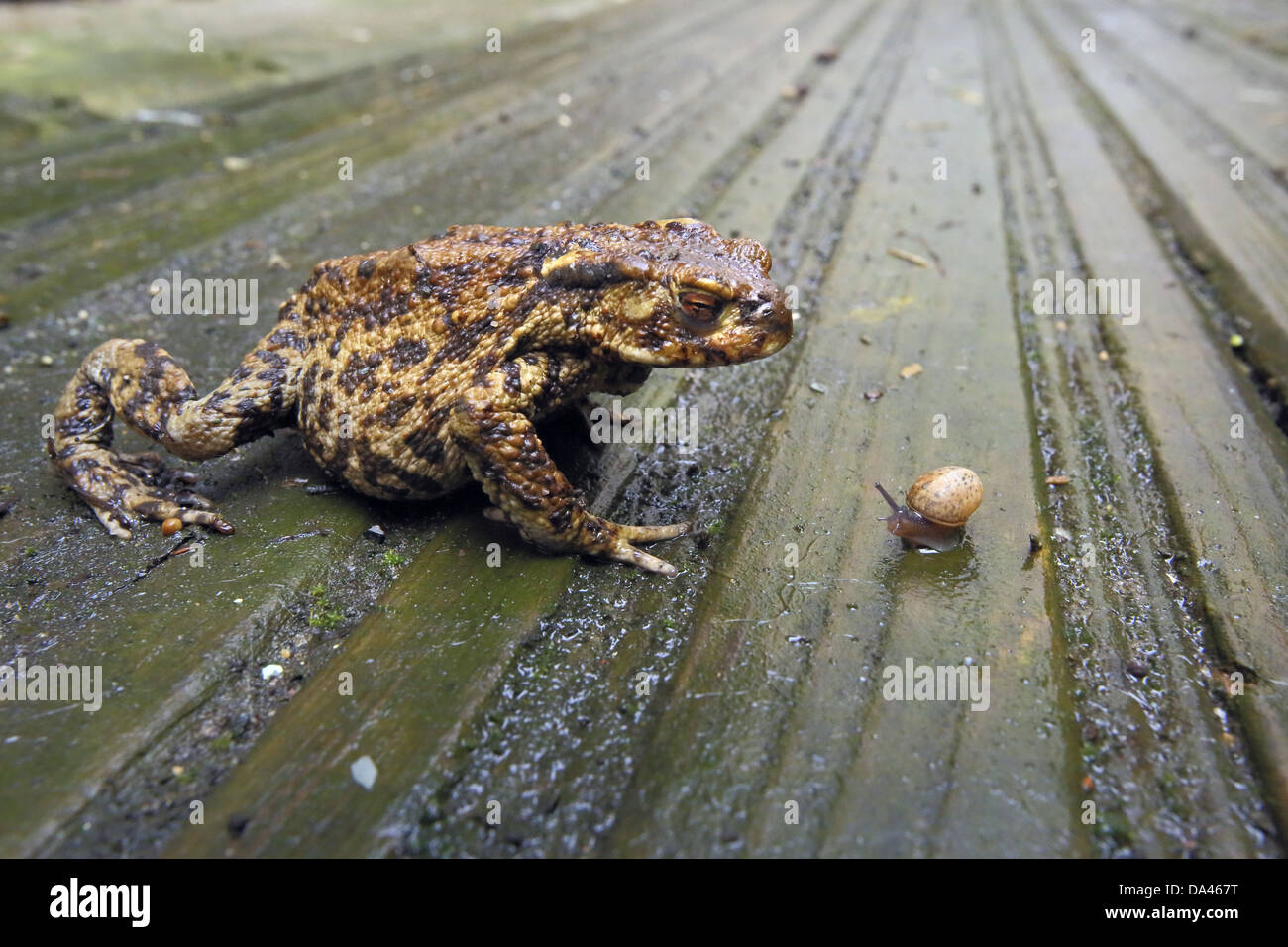 Common Toad (Bufo bufo) adult, approaching small snail, on wet wooden ...