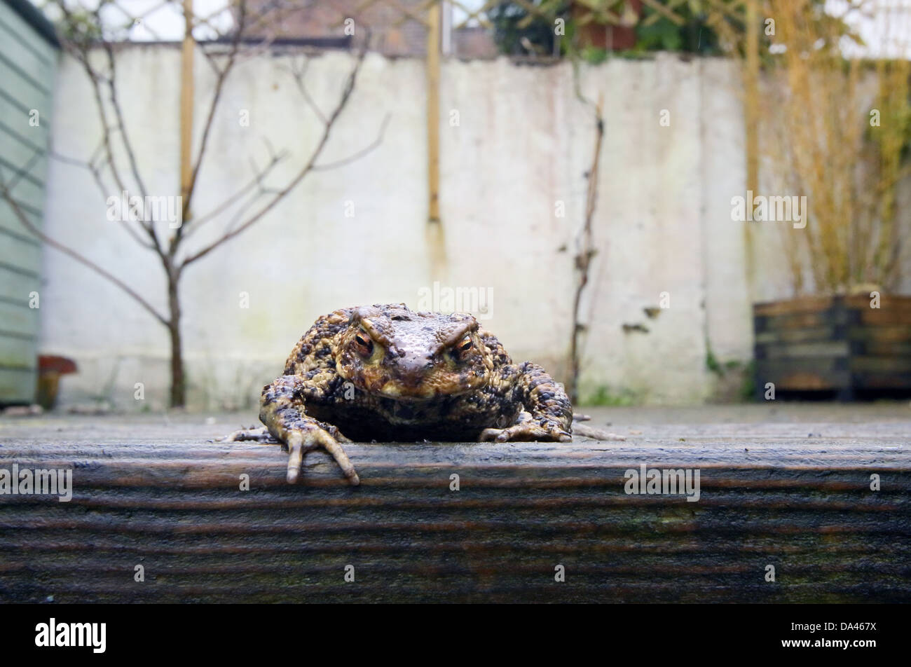 Common Toad (Bufo bufo) adult, emerging from hibernation, on wet wooden ...
