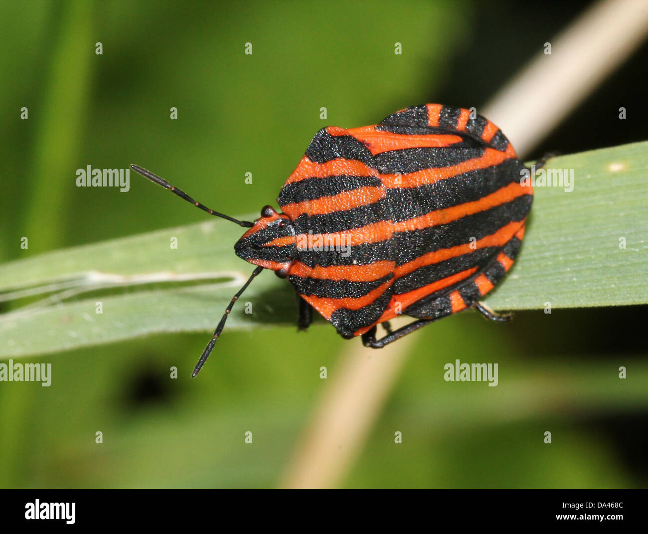 Detailed macro image of the red and black Italian Striped Beetle or ...