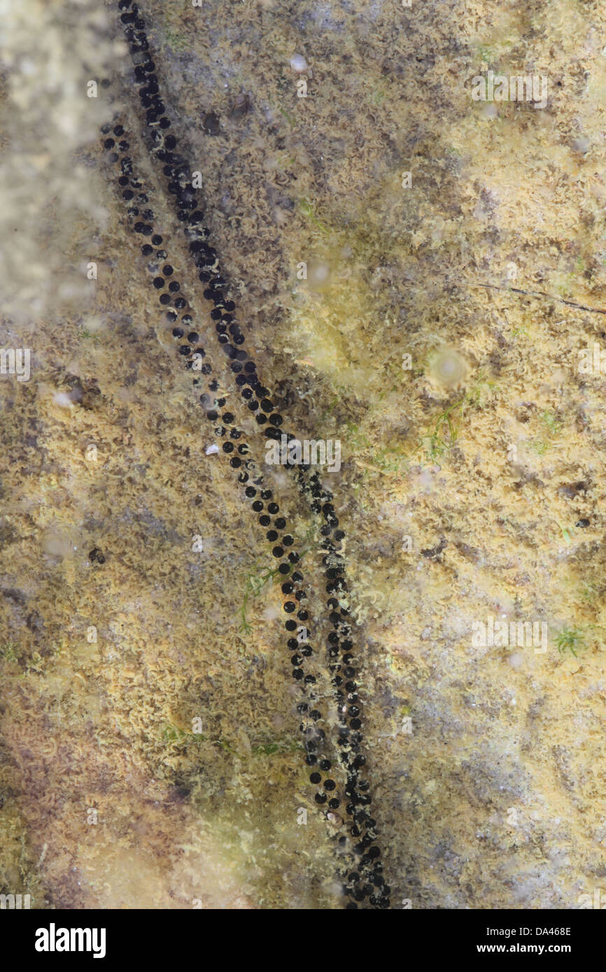 Natterjack toad spawn hi-res stock photography and images - Alamy