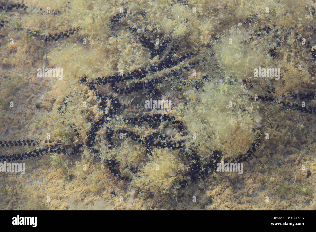 Natterjack Toad (Epidalea calamita) spawn, Dorset, England, May Stock ...