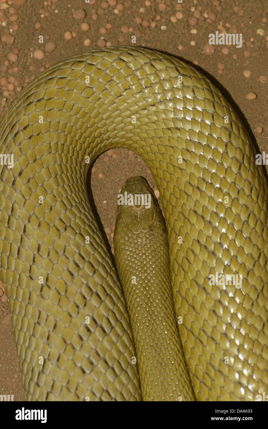 Inland Taipan (Oxyuranus microlepidotus) world's most venomous land ...