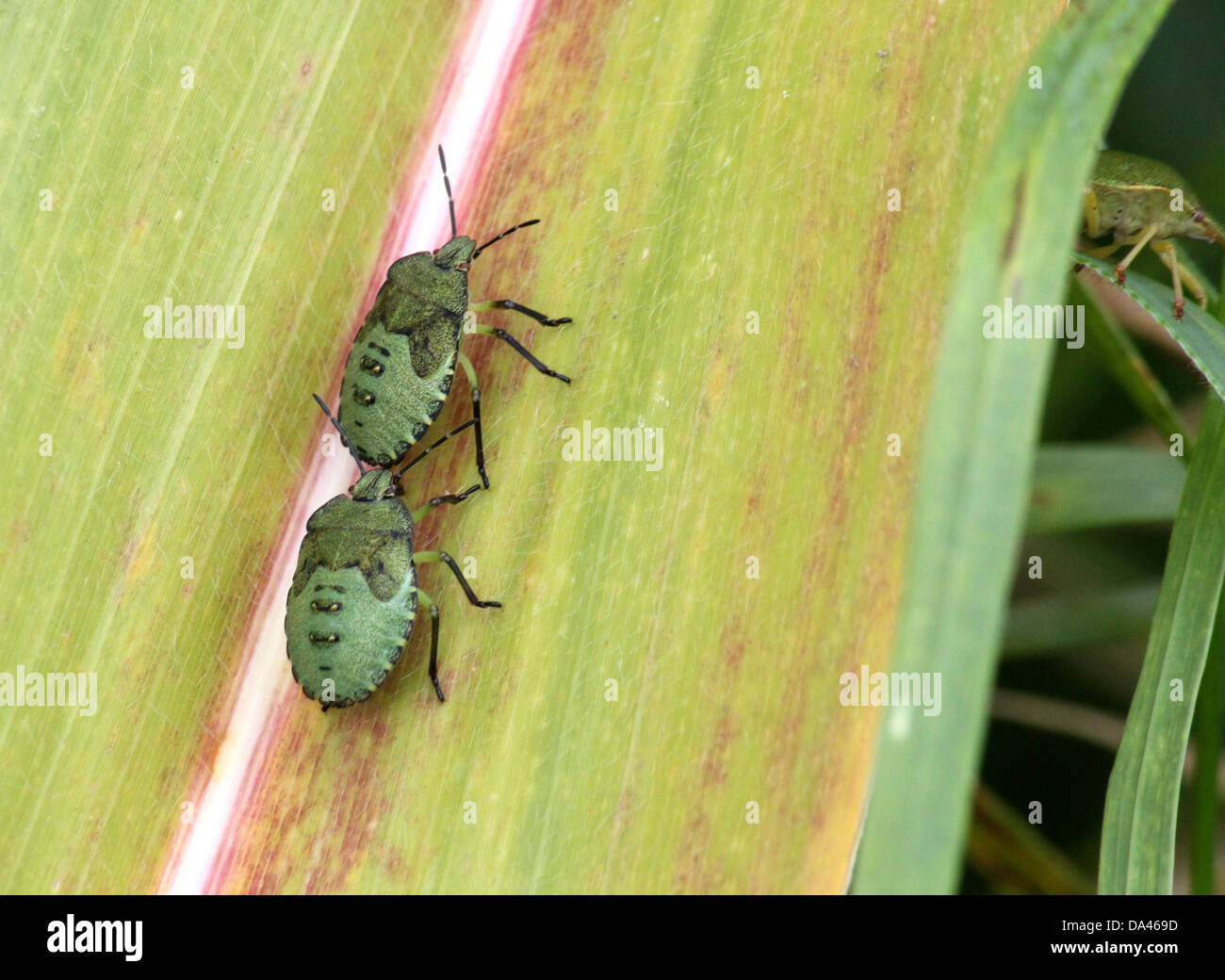 Two shield bugs hi-res stock photography and images - Alamy