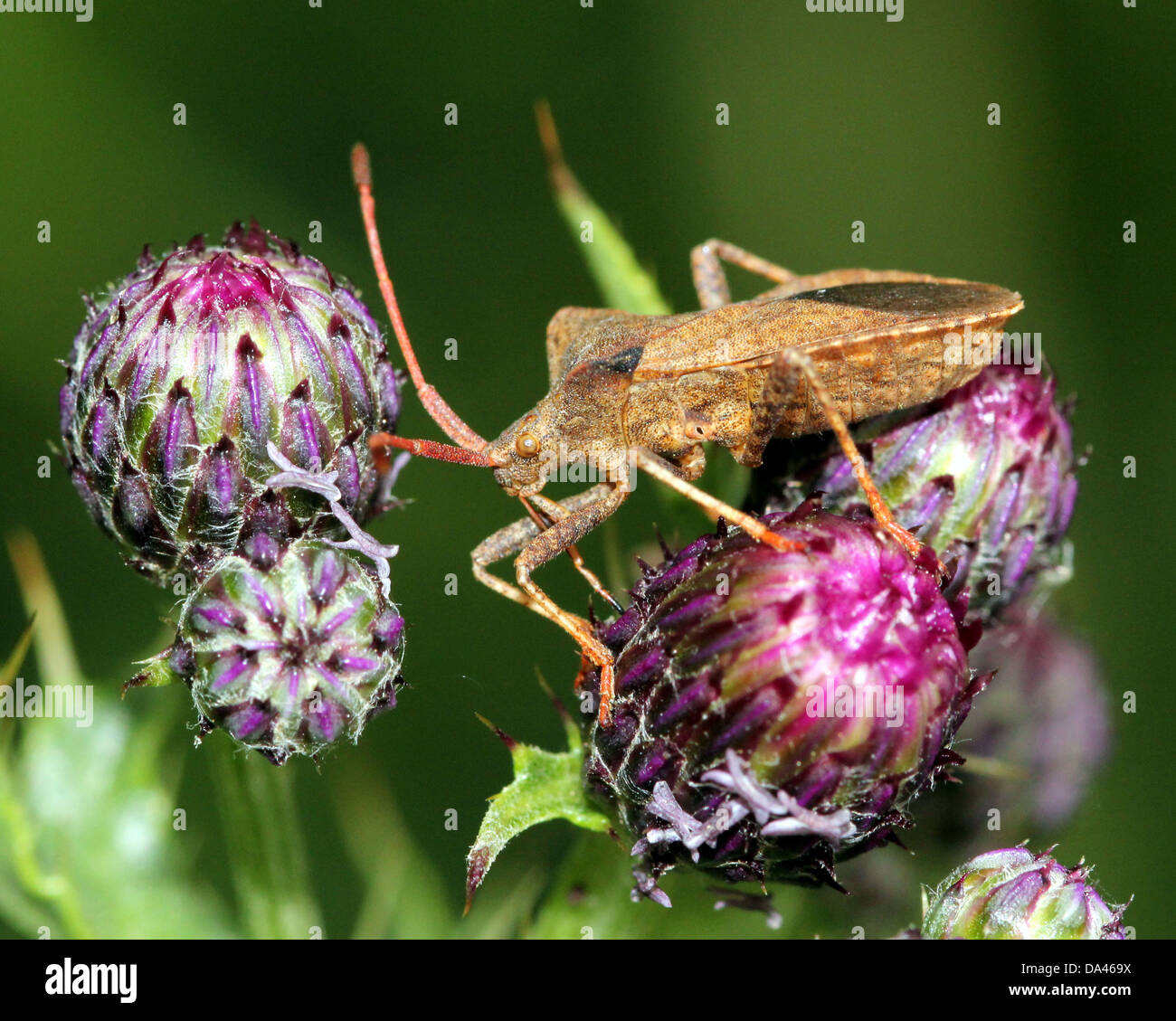 Punaise Brune High Resolution Stock Photography and Images - Alamy