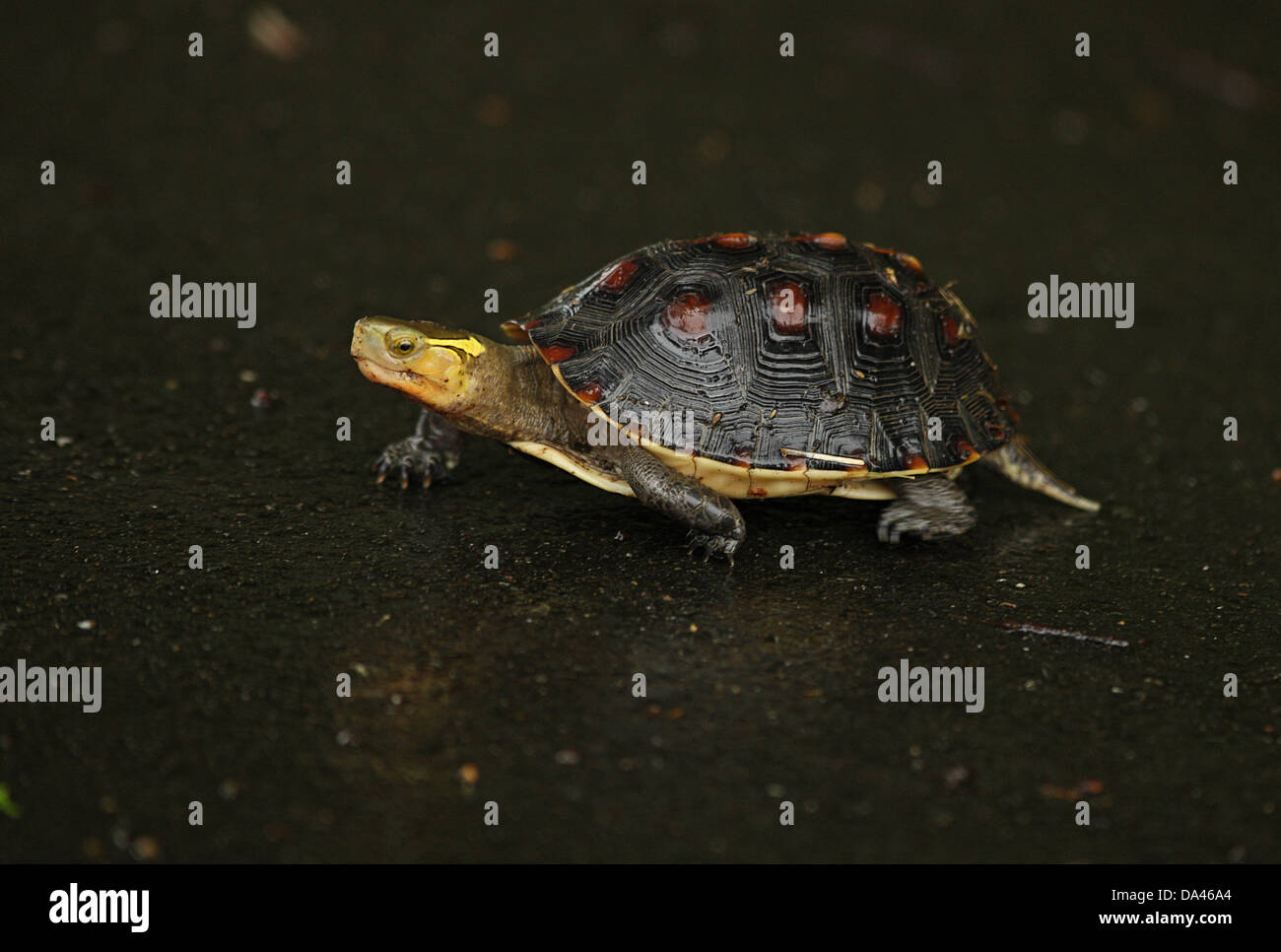 Asian box turtle hi-res stock photography and images - Alamy