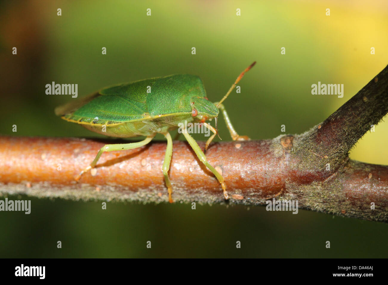 Close up mature adult green shield hi-res stock photography and images ...