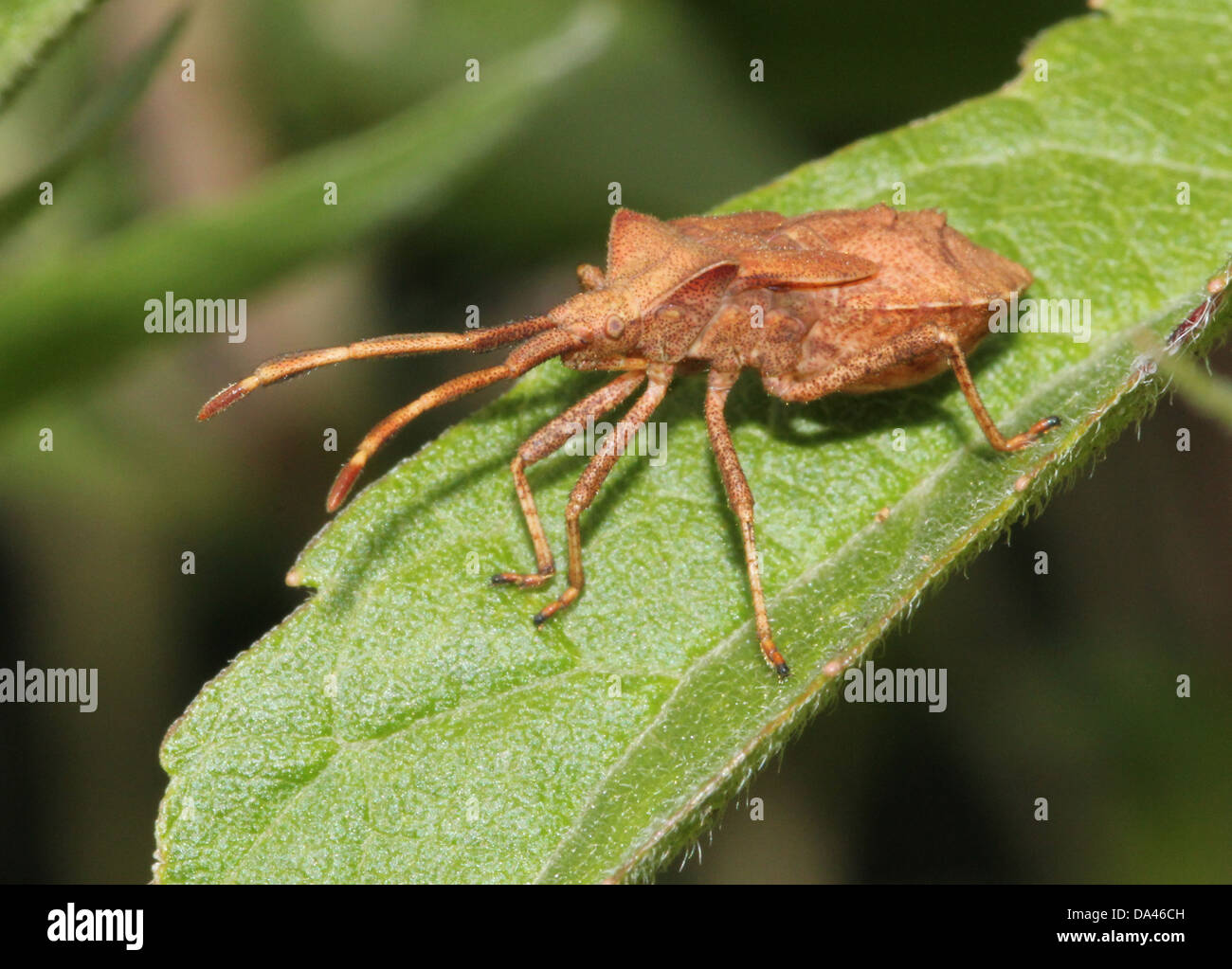 Detailed macro images of the brownish Dock Bug (Coreus marginatus) in ...