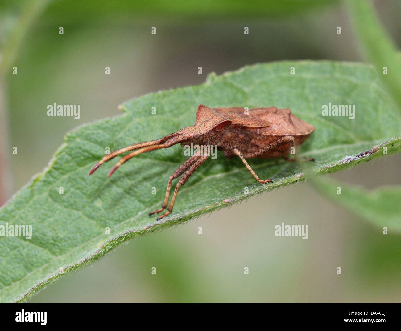 Detailed macro images of the brownish Dock Bug (Coreus marginatus) in ...