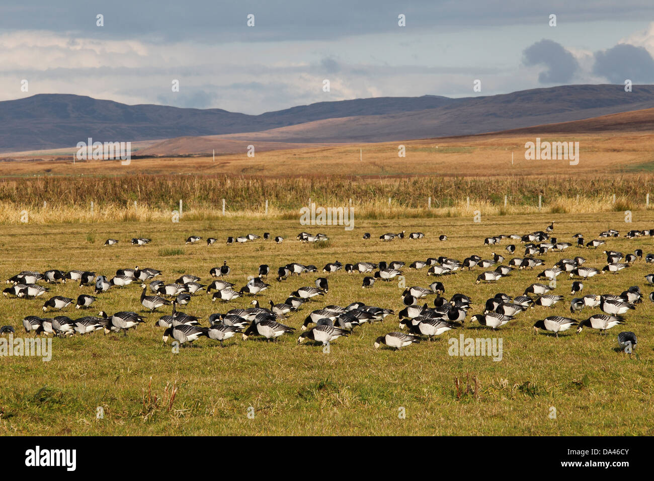 Barnacle Geese (Branta leucopsis) flock feeding on Loch Gruinart RSPB ...