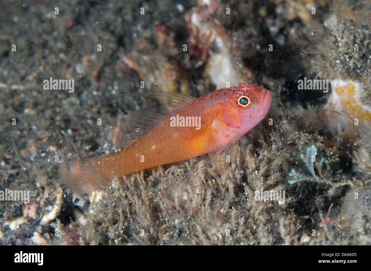 Spotted dwarfgoby hi-res stock photography and images - Alamy