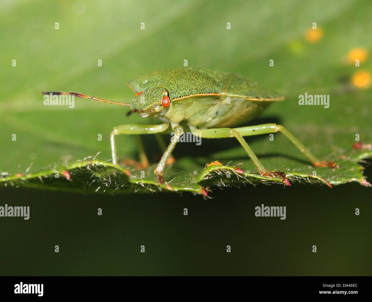 Close up mature adult green shield hi-res stock photography and images ...