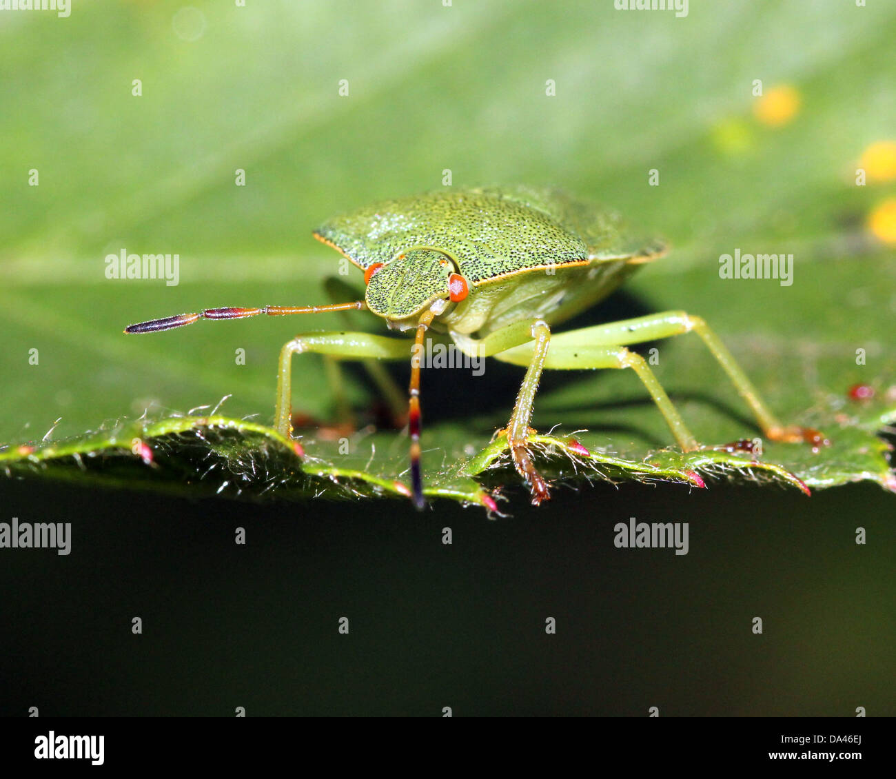 Close up mature adult green shield hi-res stock photography and images ...