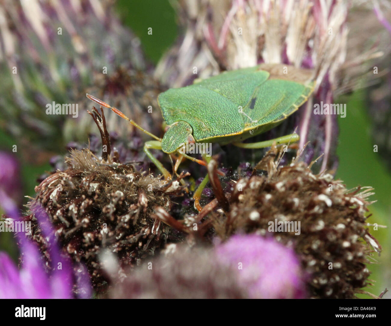 Close-up of a mature adult Green Shield Bug (Palomena prasina Stock ...