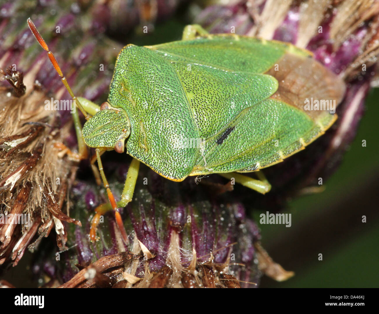 Close-up of a mature adult Green Shield Bug (Palomena prasina Stock ...