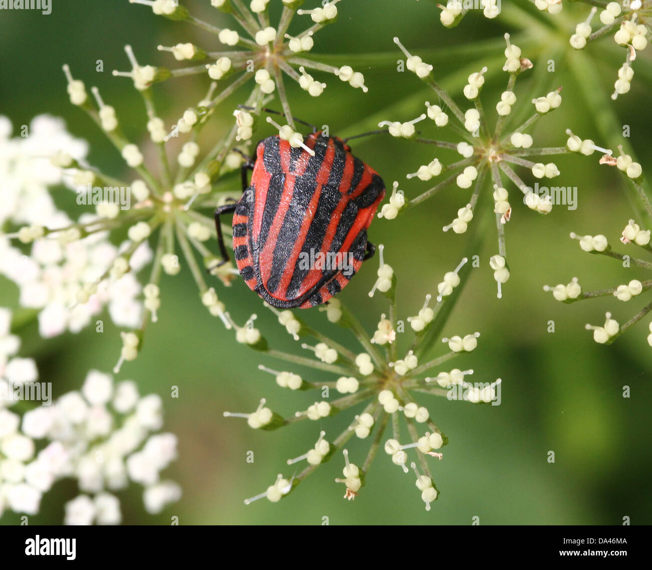 Arlequin beetle hi-res stock photography and images - Alamy