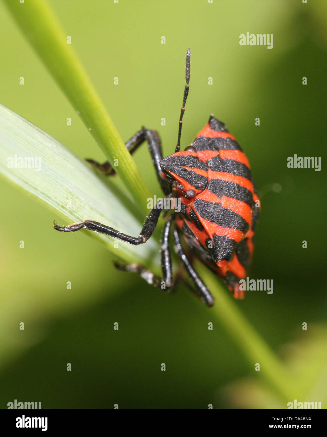 Streifen bugs hi-res stock photography and images - Alamy