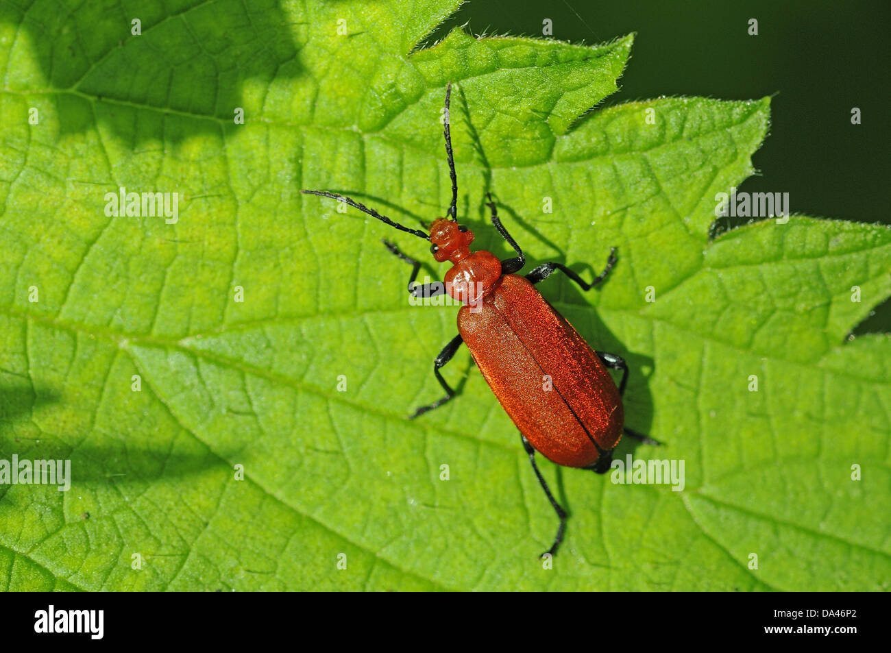 Red-headed Cardinal Beetle (Pyrochroa serraticornis) adult, walking on ...