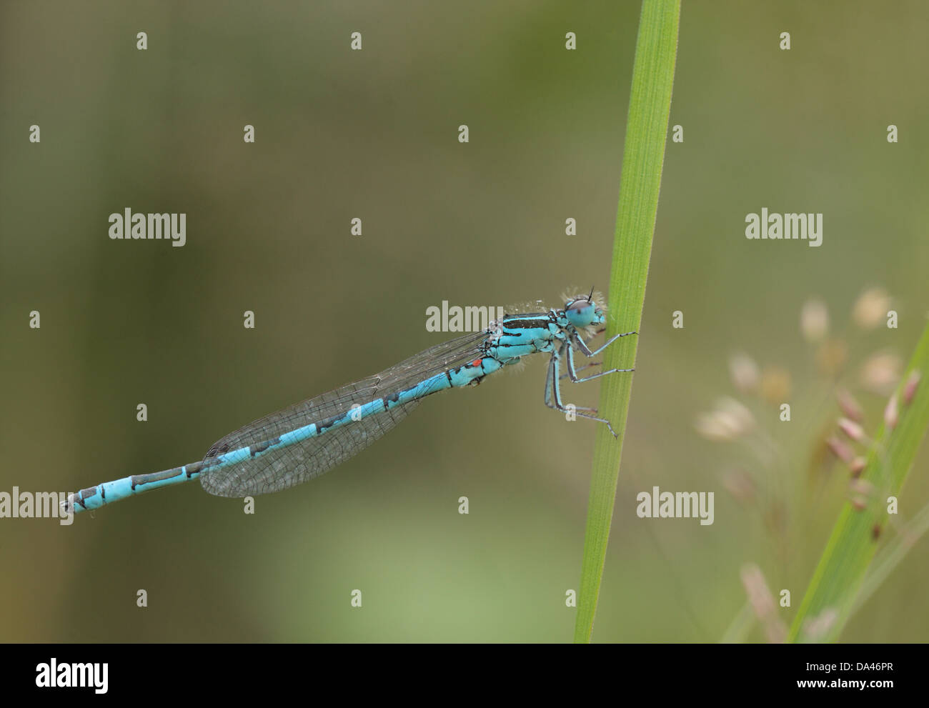 Southern Damselfly (Coenagrion mercuriale) adult male, resting on leaf ...