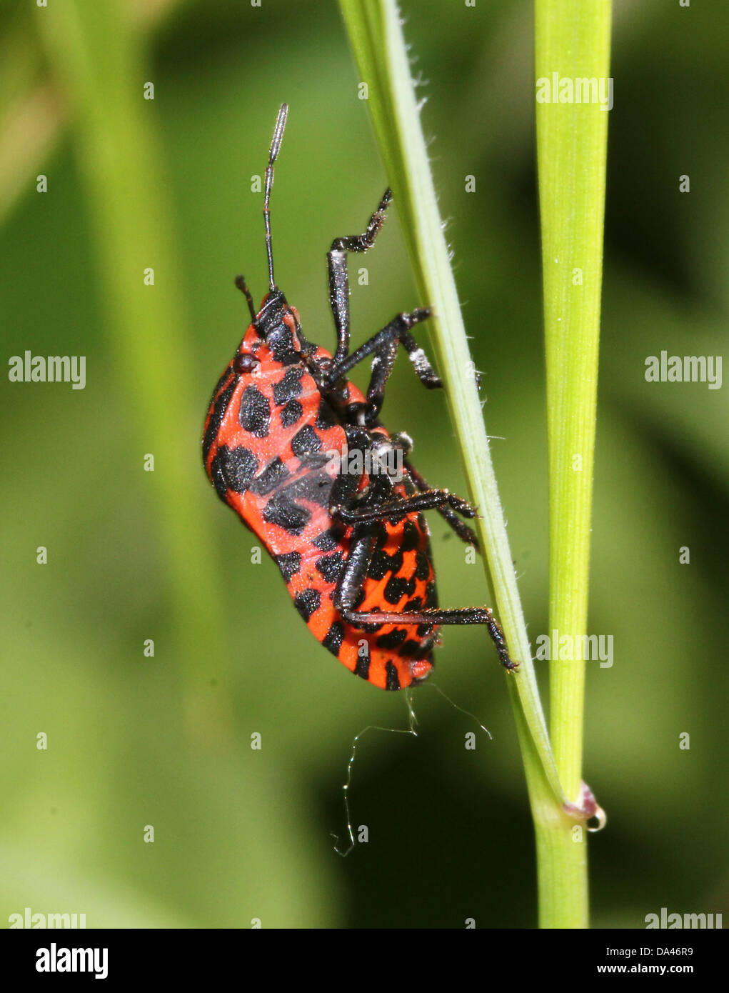 Shieldbug image hi-res stock photography and images - Alamy
