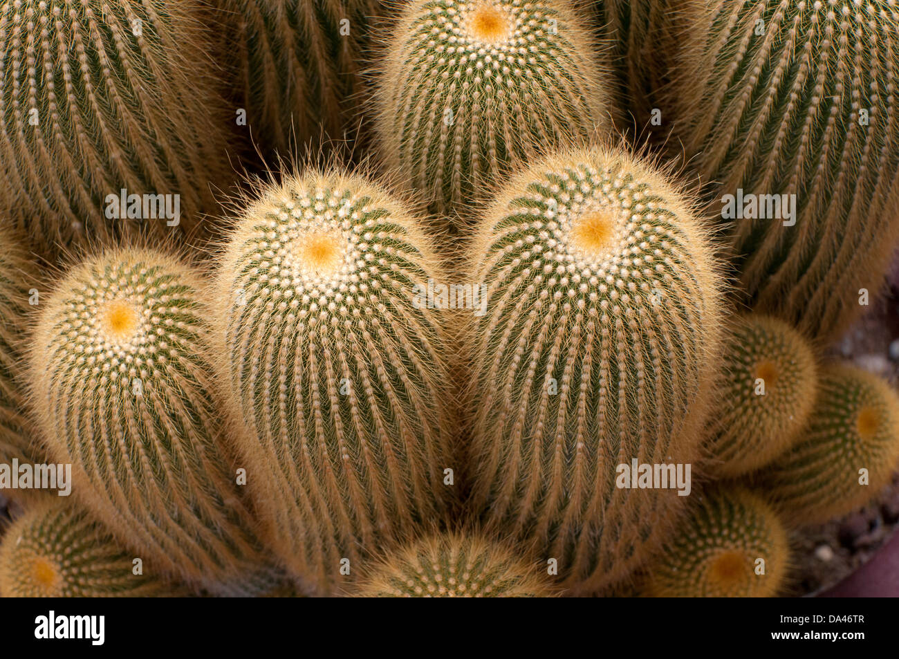 Cactus plant from above Stock Photo - Alamy