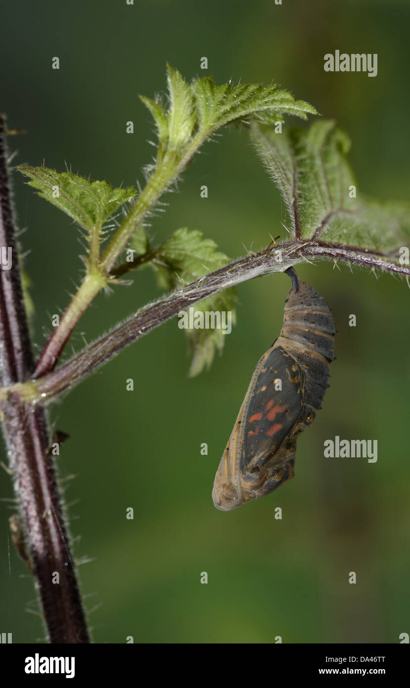 Painted Lady (Vanessa cardui) pupa, about to hatch, hanging from ...