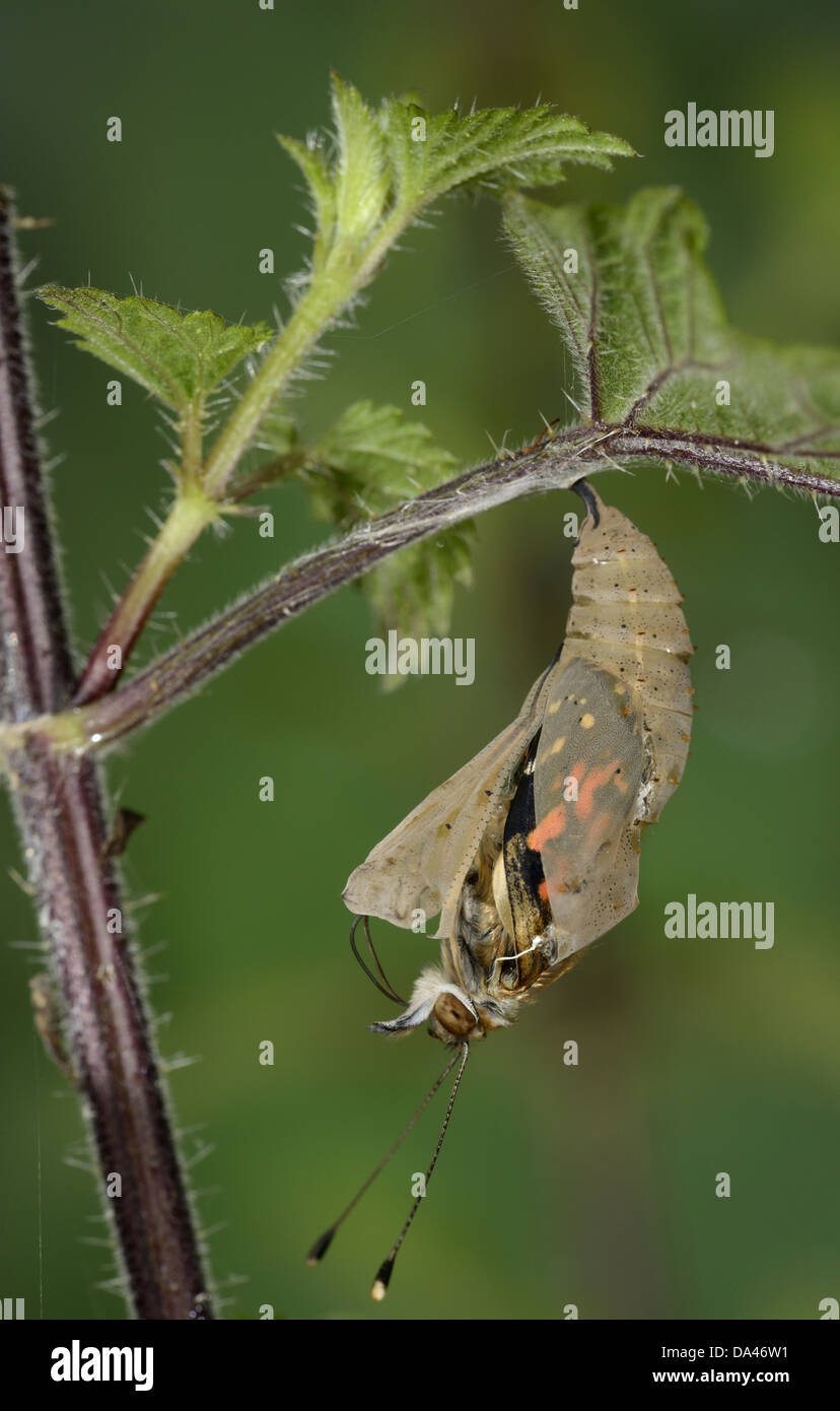 Painted Lady (Vanessa cardui) adult, emerging from pupa, hanging from ...