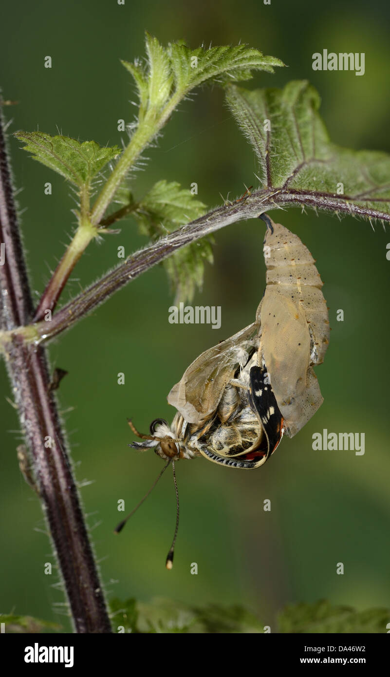 Painted Lady (Vanessa cardui) adult, emerging from pupa, hanging from ...