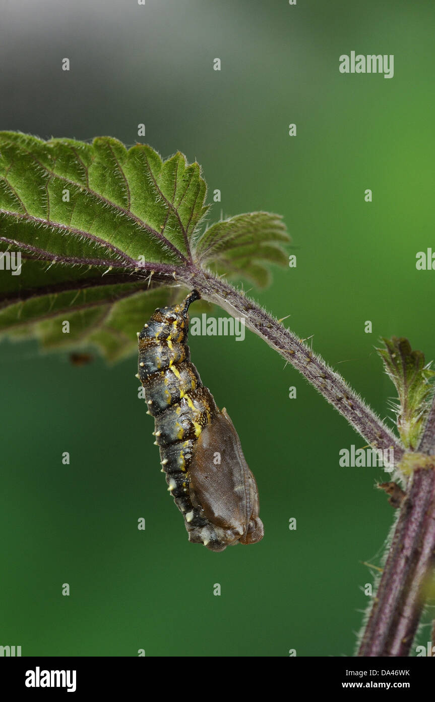 Painted Lady (Vanessa cardui) newly formed pupa, hanging from stinging ...