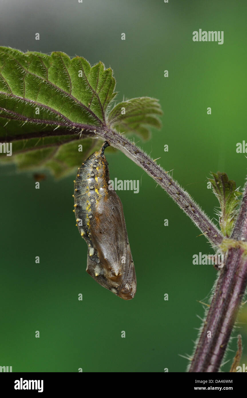 Painted Lady (Vanessa cardui) newly formed pupa, hanging from stinging ...