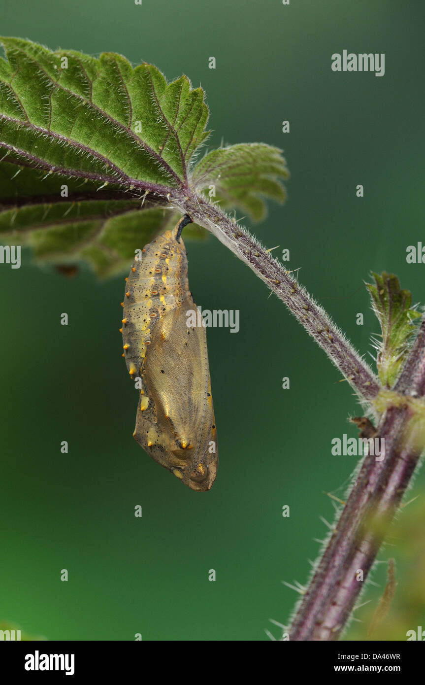 Painted Lady (Vanessa cardui) pupa, hanging from stinging nettle leaf ...