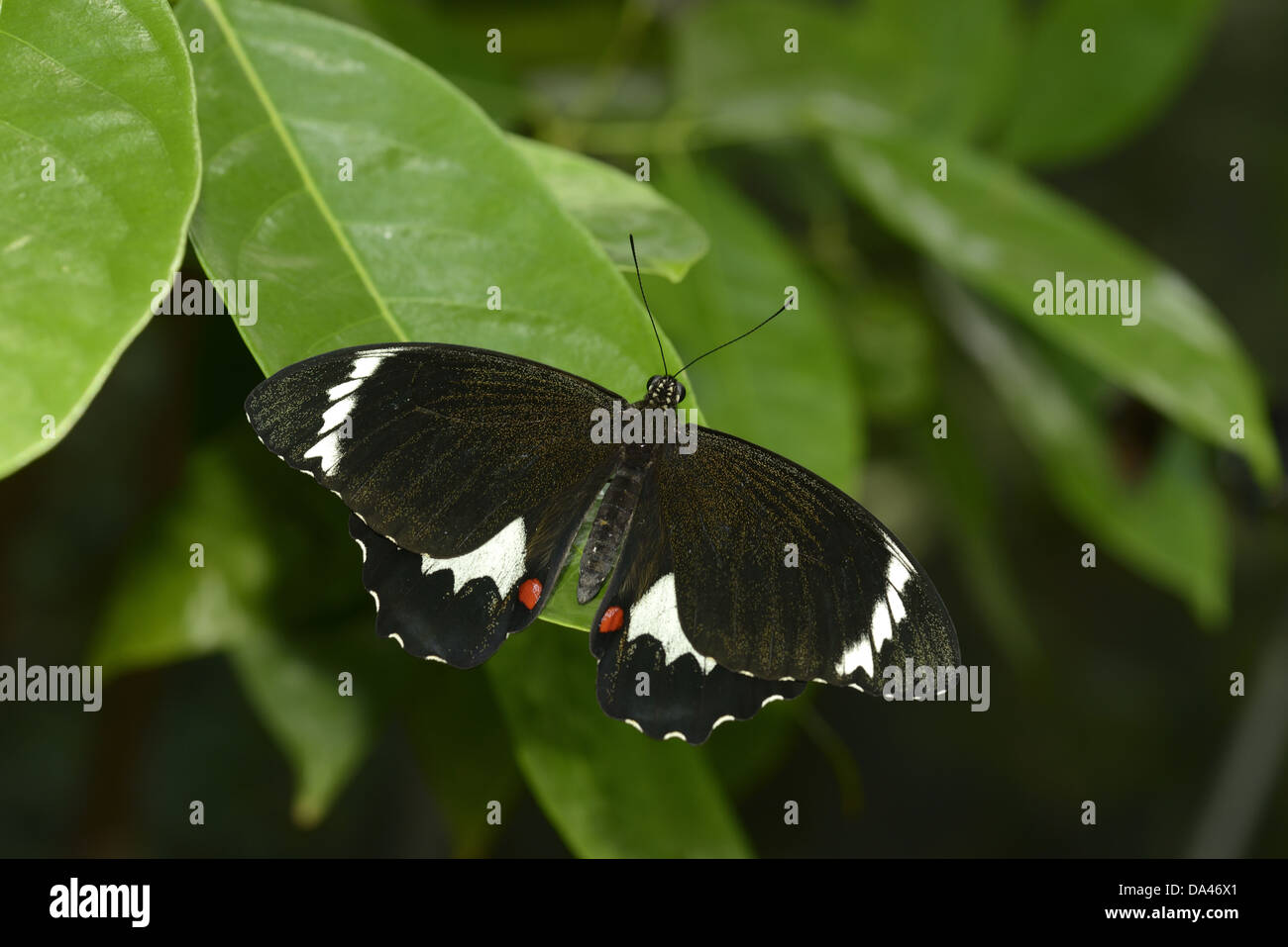Orchard Swallowtail (Papilio aegeus aegeus) adult female, resting on ...