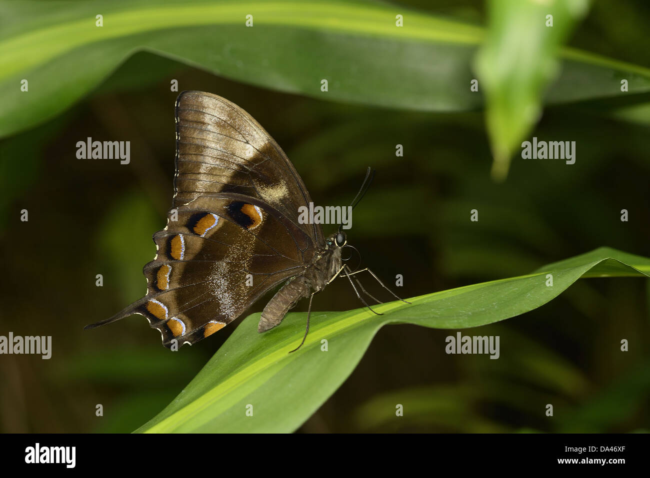 Ulysses butterfly hi-res stock photography and images - Alamy