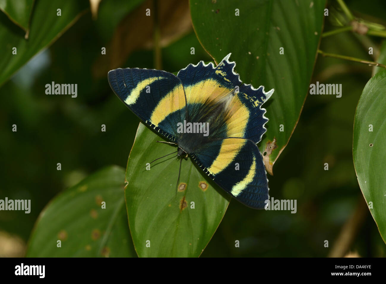 Zodiac moth hi-res stock photography and images - Alamy